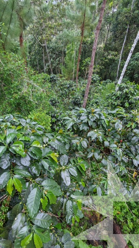 Sunrise Trading: Single-Origin & Micro-Lot Coffee – Sunrise Trading llc